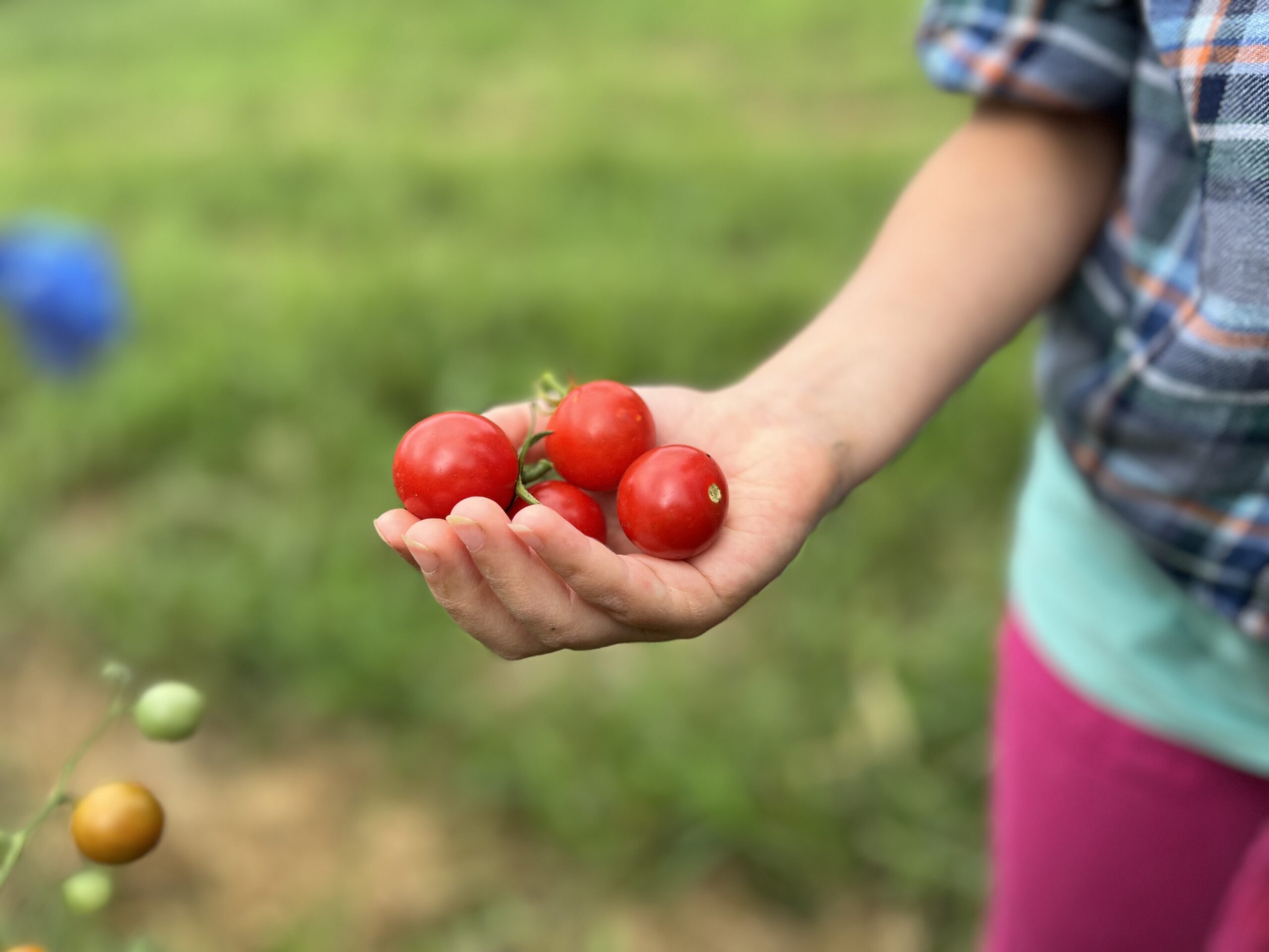 Media Resources - Operation Food Search